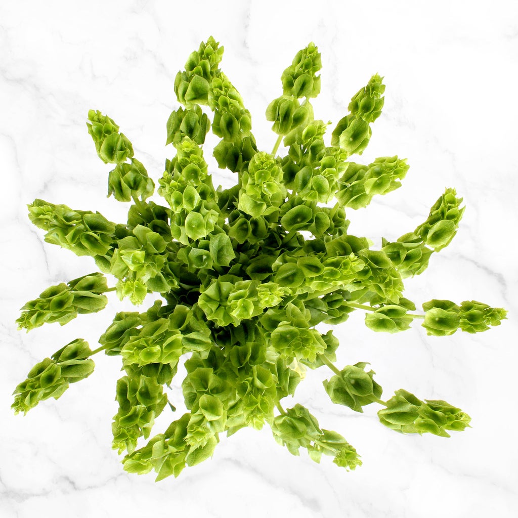 100-stem Assorted Green Fillers – Prime Select