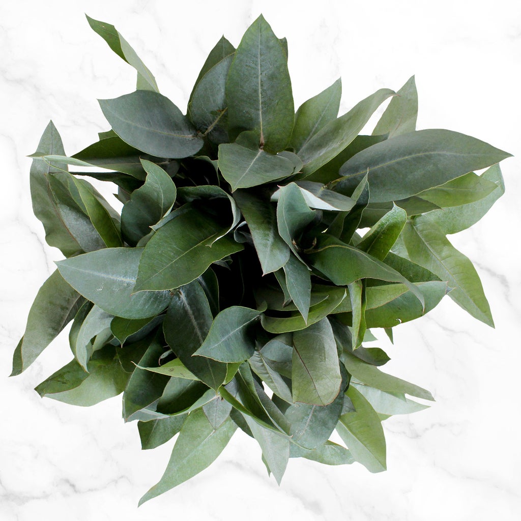 100-stem Assorted Green Fillers – Prime Select