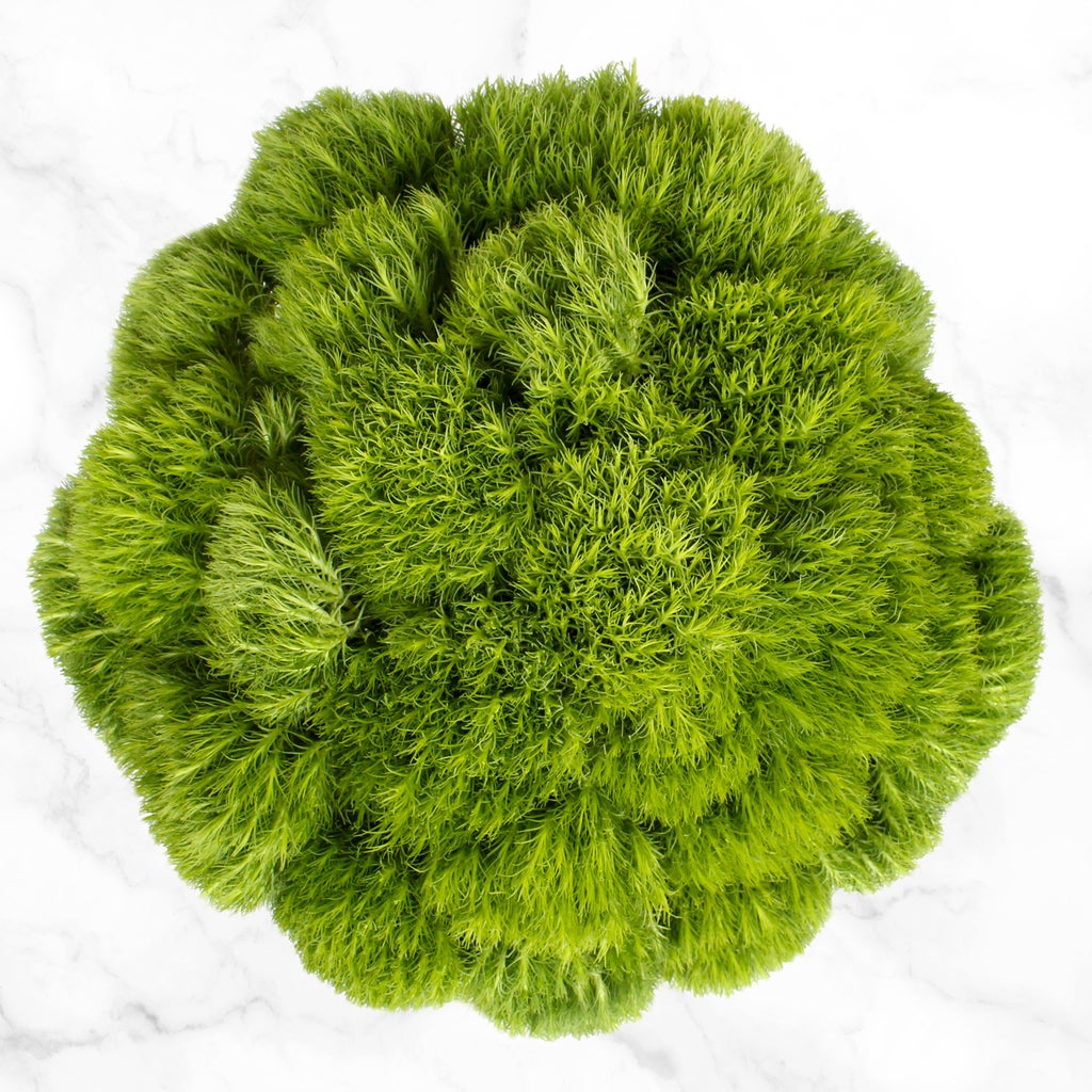 100-stem Assorted Green Fillers – Prime Select